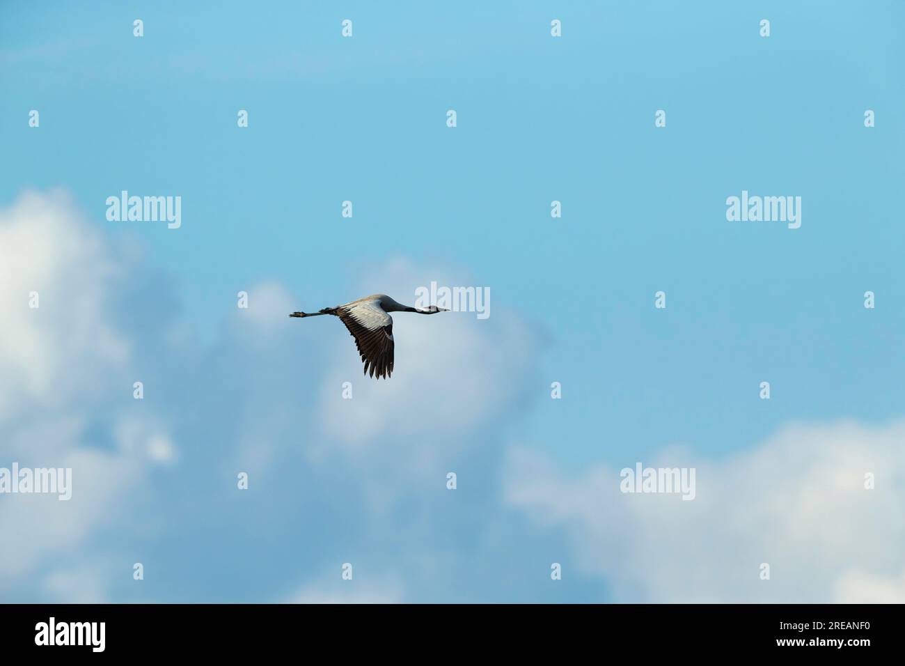 Cranes wings open in flight hi-res stock photography and images - Alamy