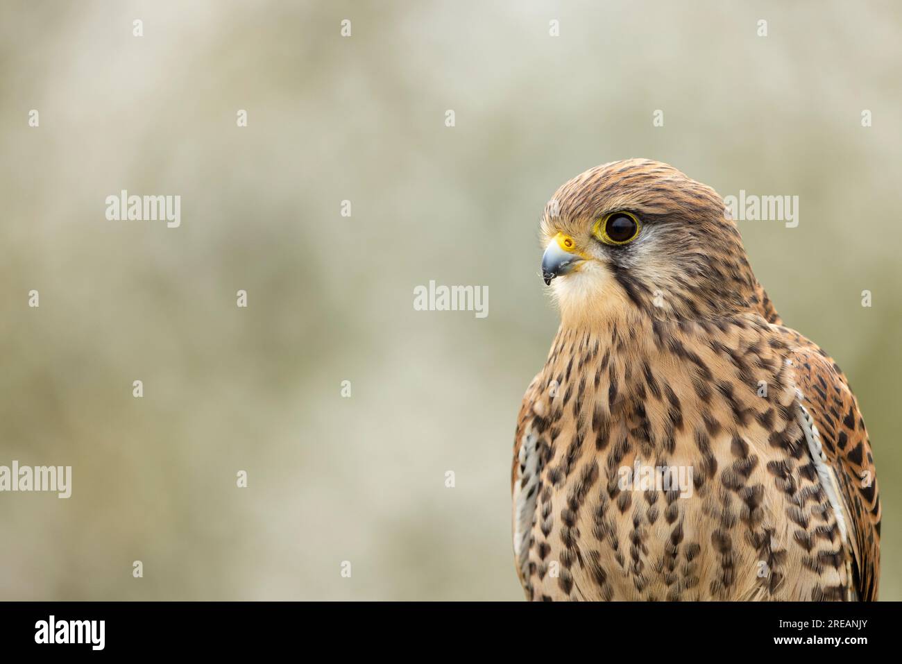 Common kestrel Falco tinnunculus (captive), adult female portrait, Hawk ...