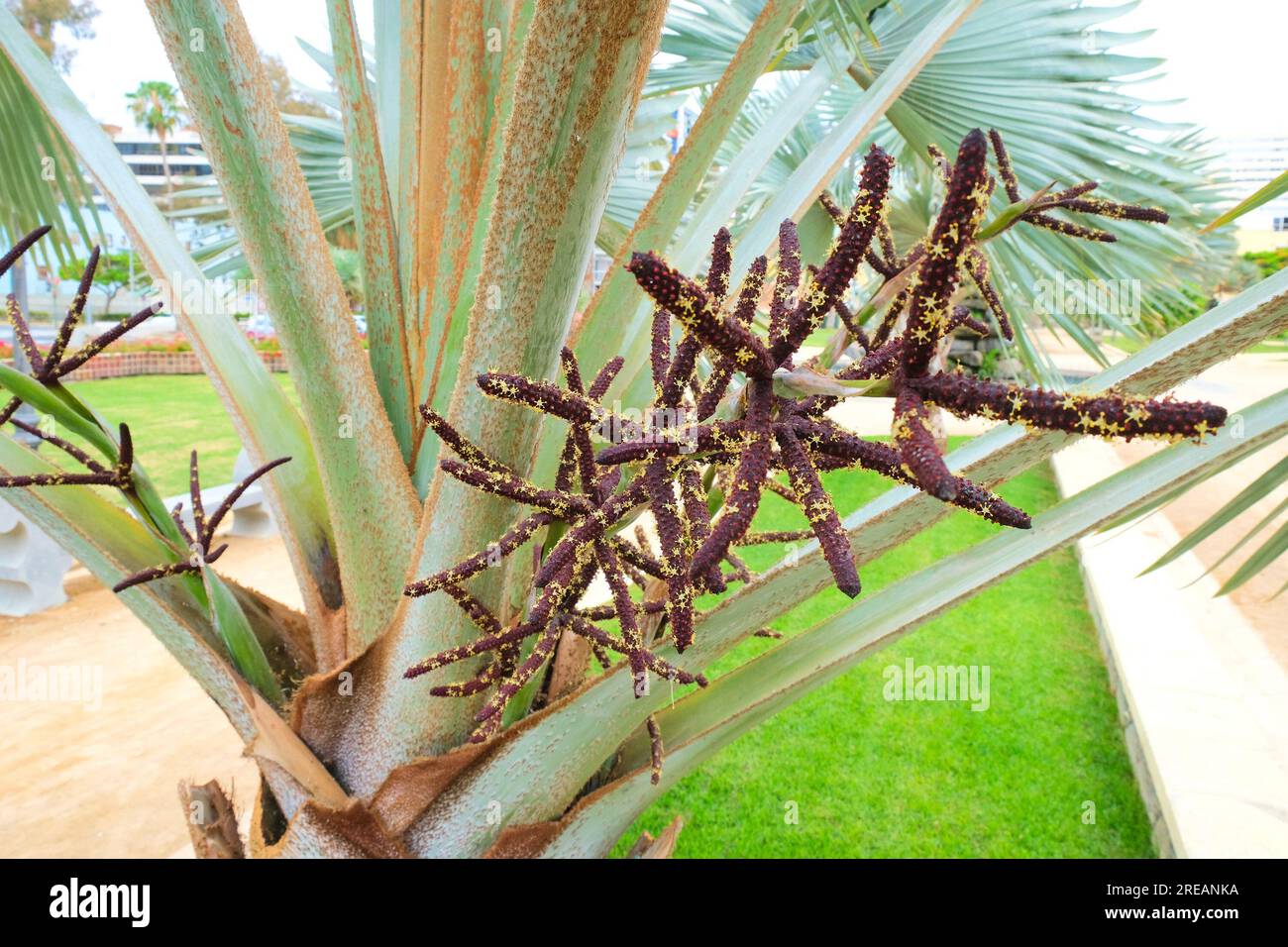 Stalk and flowers of bismarckia palm (Bismarckia nobilis) in a ...