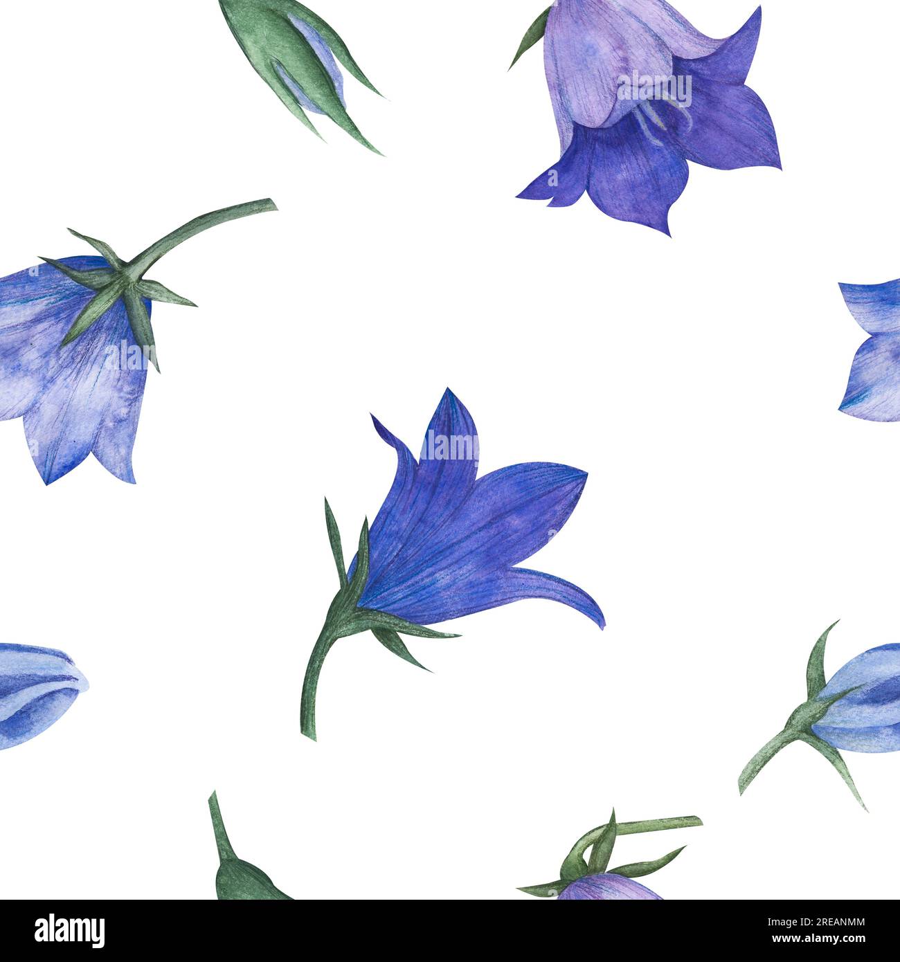 Seamless pattern with bluebell, spreading bellflower flowers Campanula ...