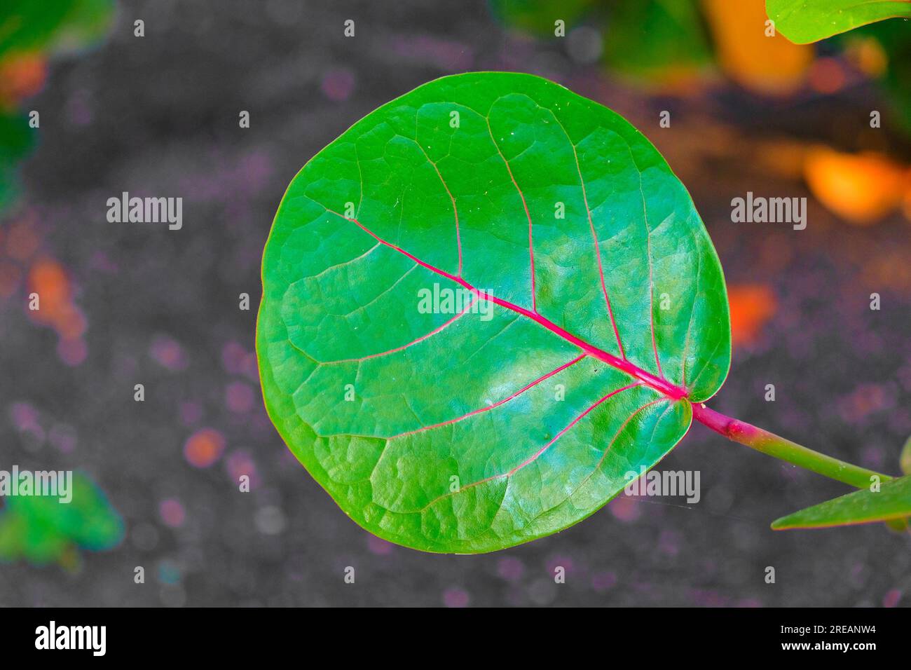 Leaf of Coccoloba uvifera (seagrape, baygrape) a plant typical for ...