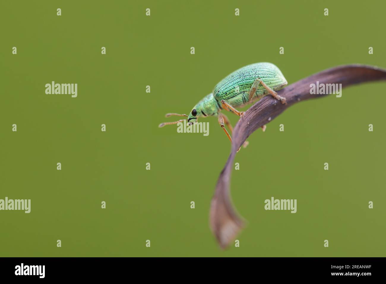 Polydrusus formosus the green immigrant leaf weevil Stock Photo - Alamy