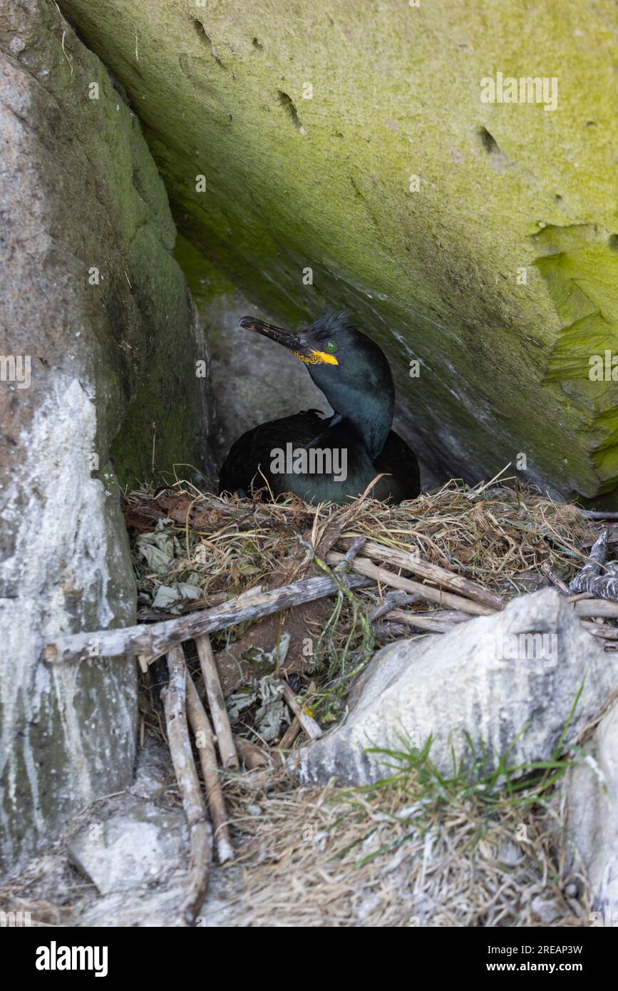 European shag Gulosus aristotelis, adult incubating on nest hidden in ...