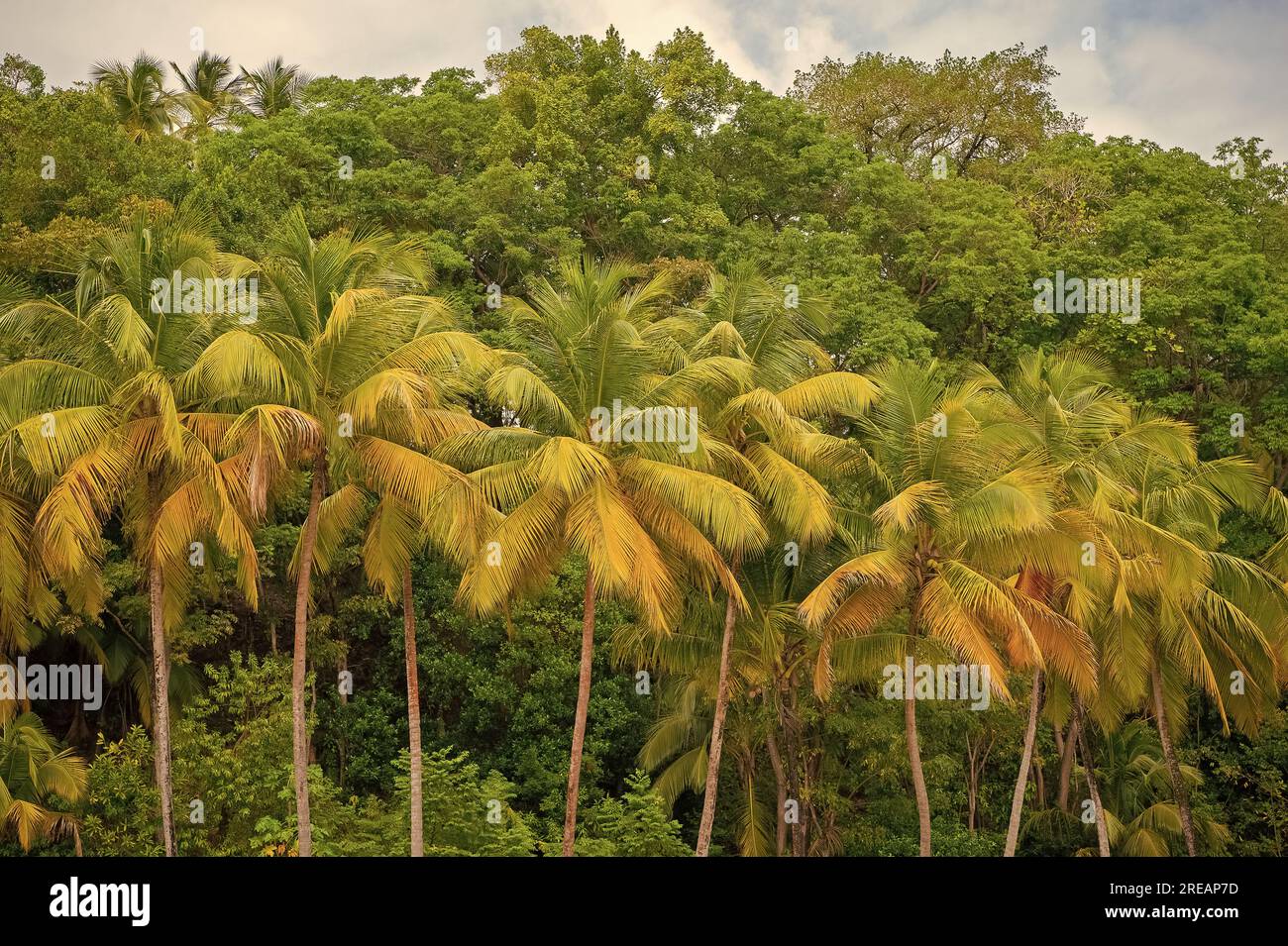 tropical rainforest vegetation. tropical rainforest vegetation nature ...