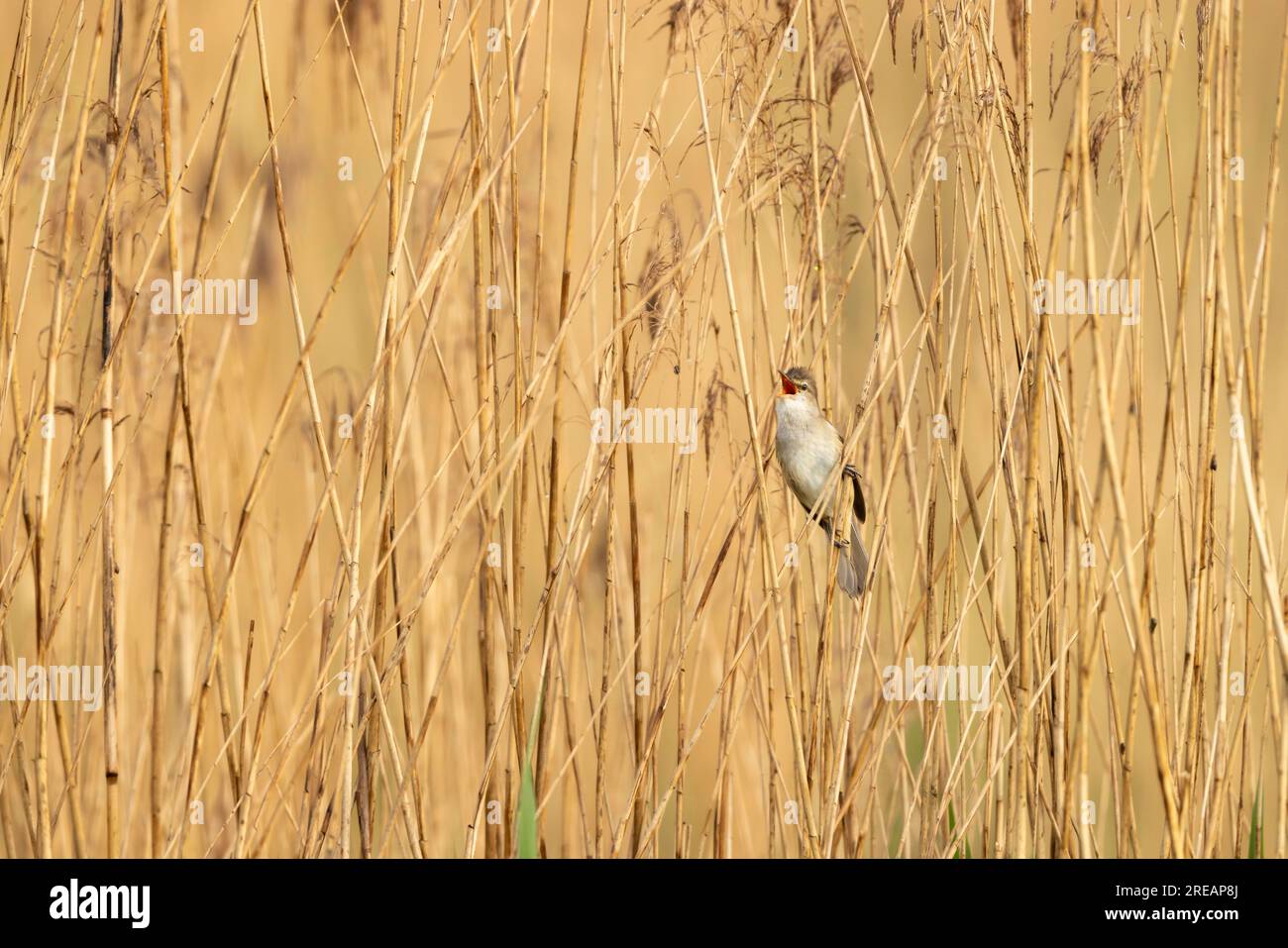Great reed warbler Acrocephalus arundinaceus, adult male singing from ...