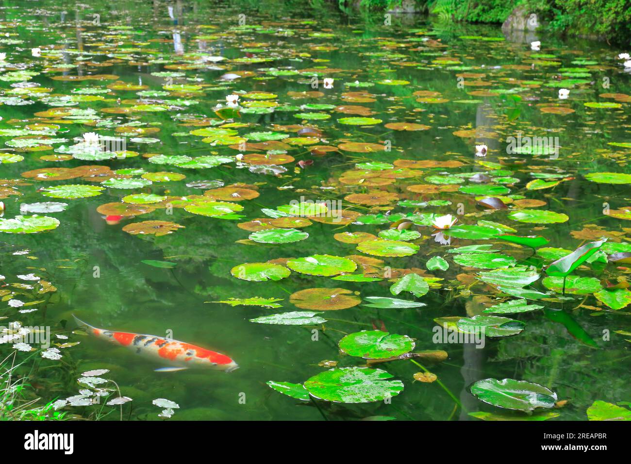 Monet's pond seki hi-res stock photography and images - Alamy