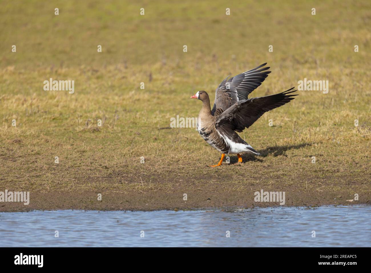 Eurasian white fronted goose hi-res stock photography and images - Alamy