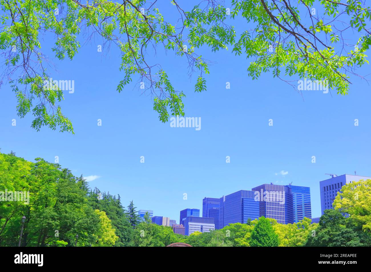 Fresh green and buildings in Marunouchi Stock Photo - Alamy