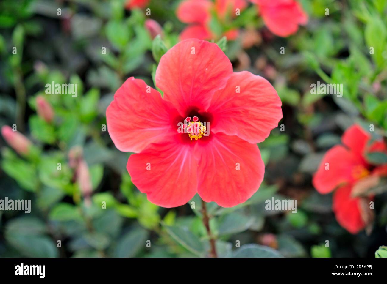 Single bold bright red hibiscus flower with five petals, centered Stock ...