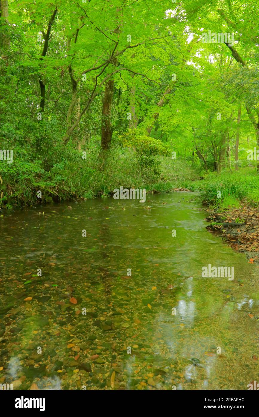 Shimogamo Shrine in fresh green Stock Photo - Alamy