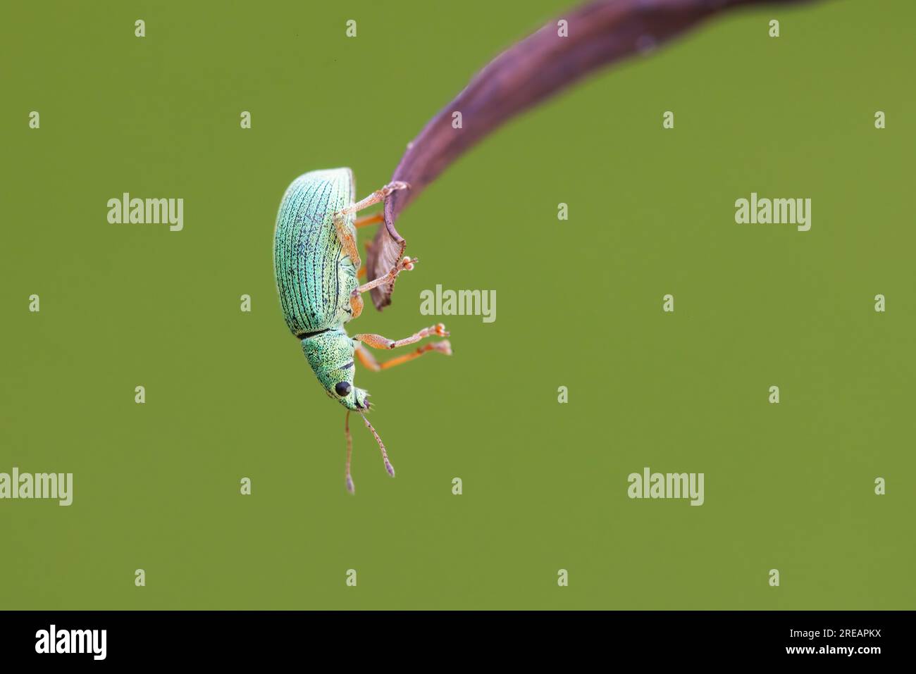 Polydrusus formosus the green immigrant leaf weevil Stock Photo - Alamy