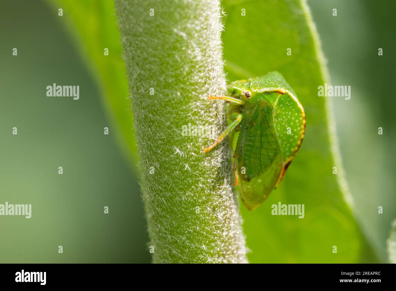 White treehopper hi-res stock photography and images - Alamy