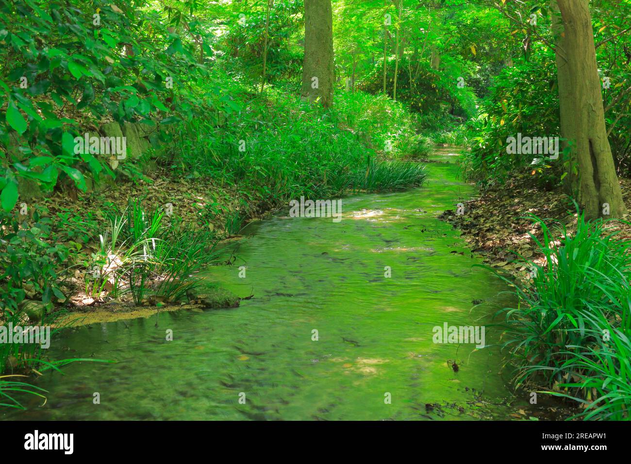 Shimogamo Shrine in fresh green Stock Photo - Alamy