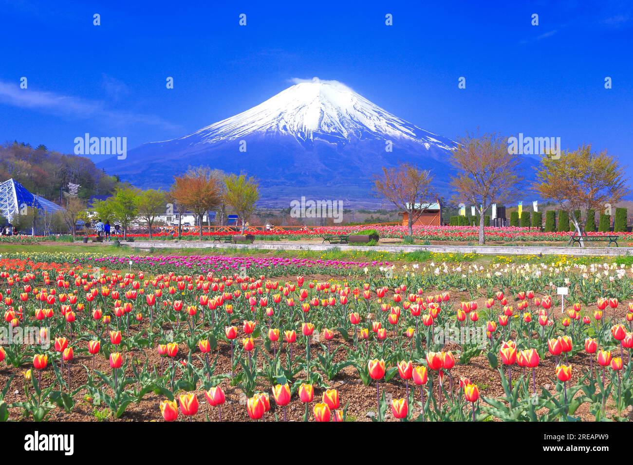 Hananomiyakokouen hi-res stock photography and images - Alamy