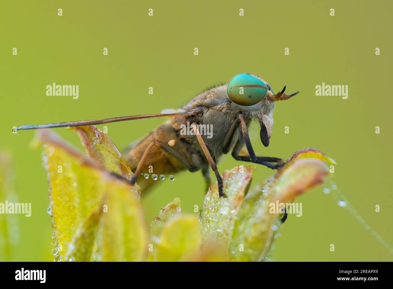 Tabanus nigrovittatus, also known as the greenhead horse fly, salt ...