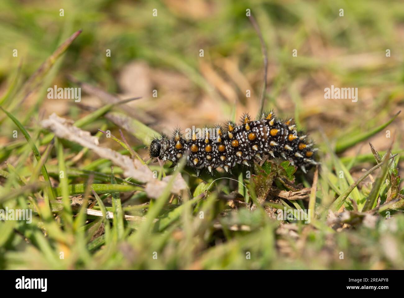 Heath fritillary Melitaea athalia, larva exploring heathland floor ...