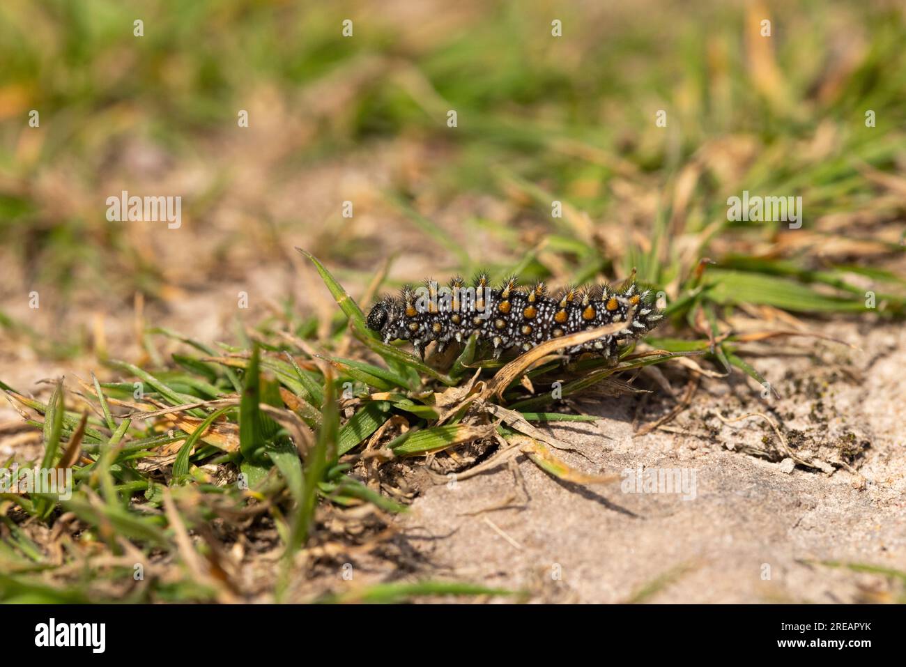 Heath fritillary Melitaea athalia, larva exploring heathland floor ...