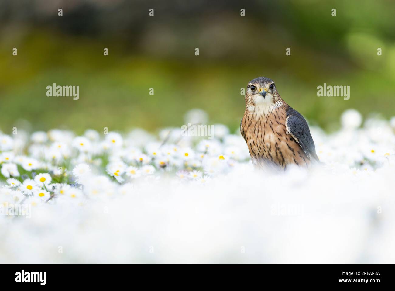 Merlin Falco columbarius (captive), adult male sitting in meadow, Hawk ...