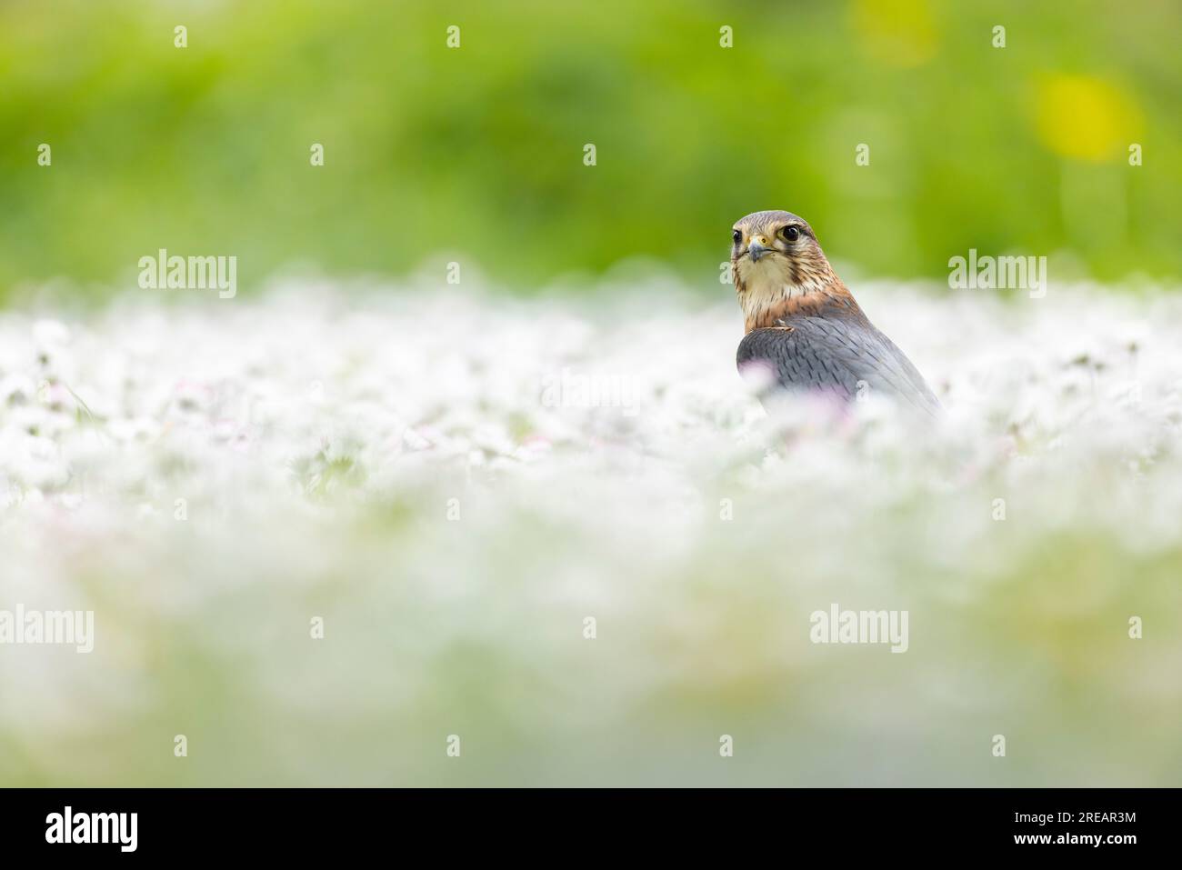 Merlin Falco columbarius (captive), adult male sitting in meadow, Hawk ...