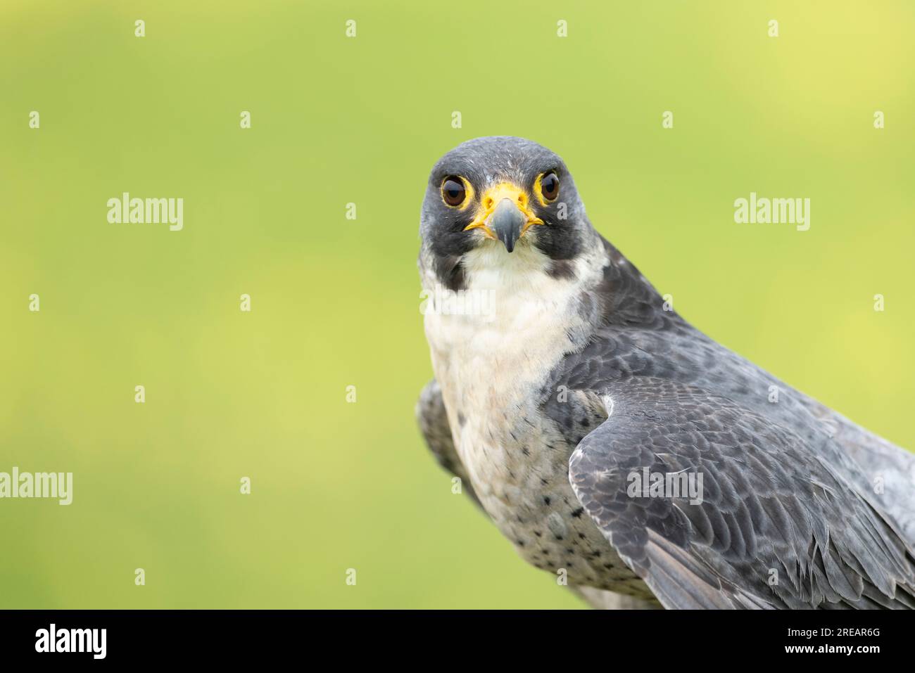 Peregrine falcon Falco peregrinus (captive), adult male portrait, Hawk ...