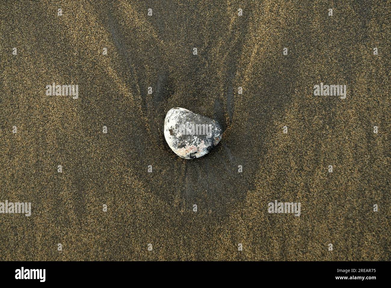 A single isolated white stone on a dark hard sand, beach at ebb Stock ...