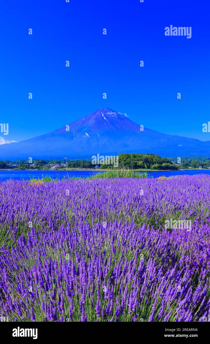 Lavender flowerbed hi-res stock photography and images - Alamy