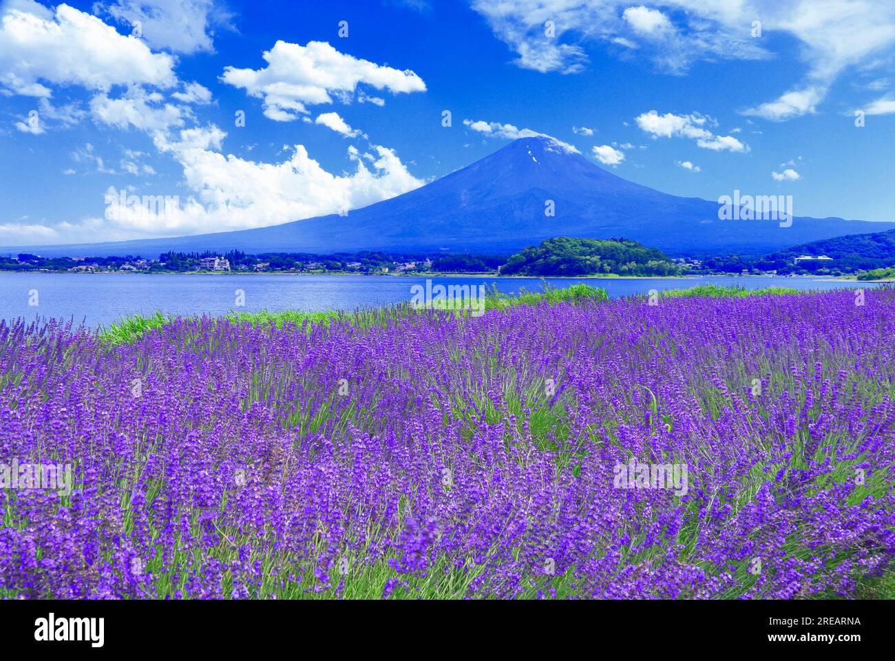 Fuji and Lavender Stock Photo - Alamy