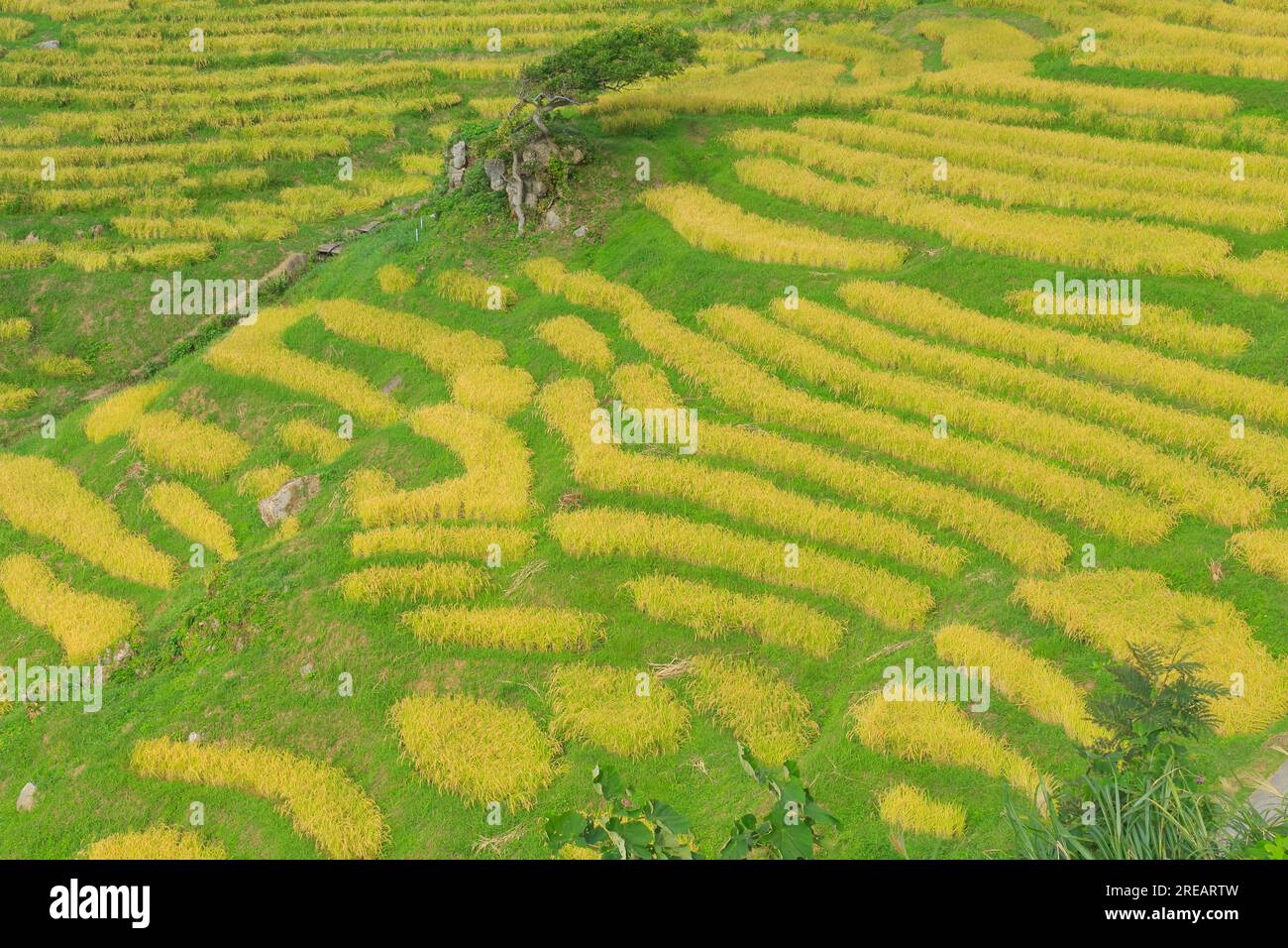 Autumn of white rice thousand Hirata Stock Photo - Alamy