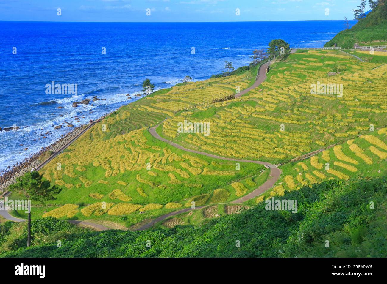 Autumn of white rice thousand Hirata Stock Photo - Alamy