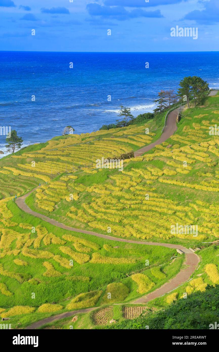 Autumn of white rice thousand Hirata Stock Photo - Alamy