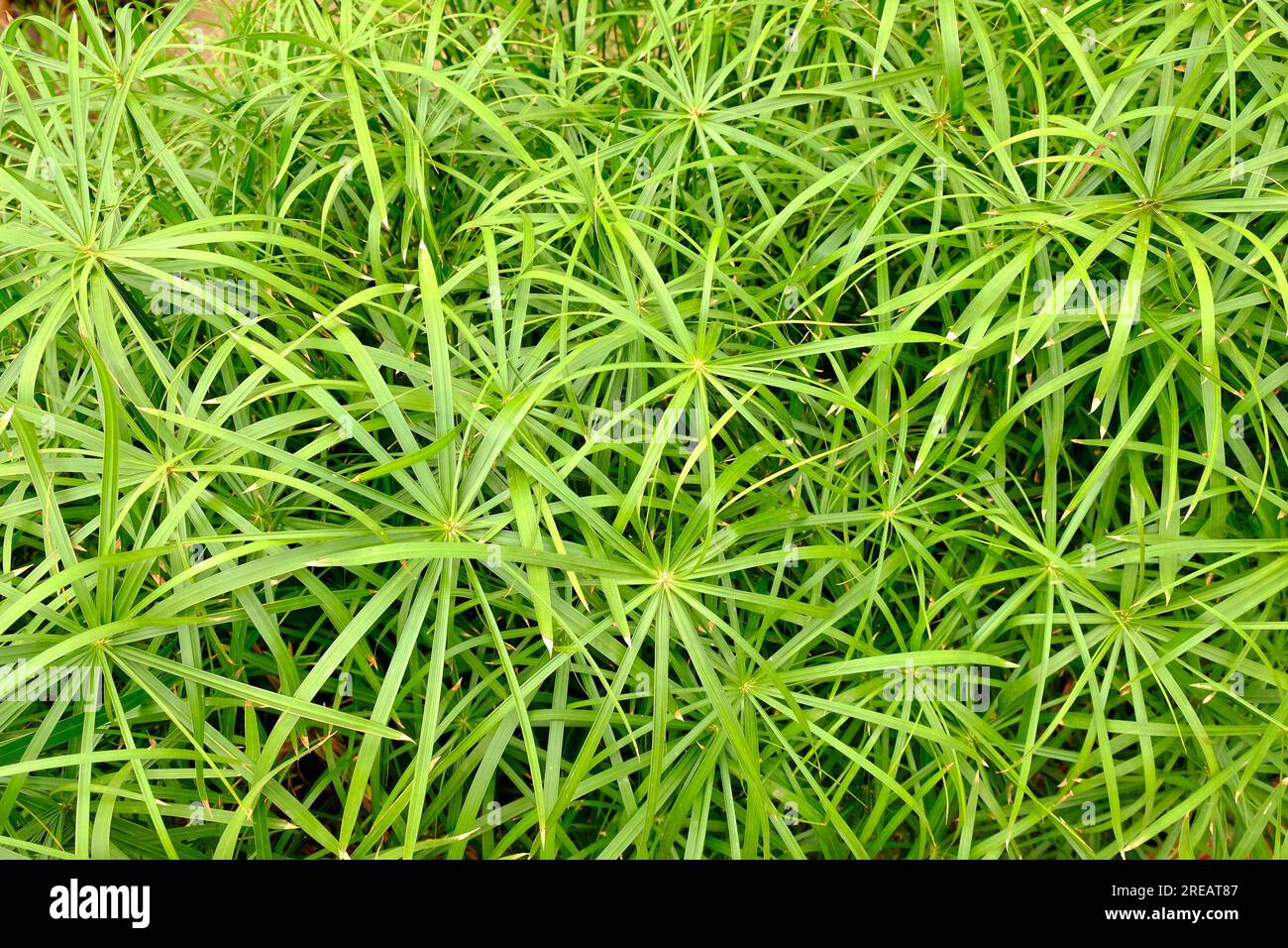 Papyrus plant leaves empty background Stock Photo - Alamy