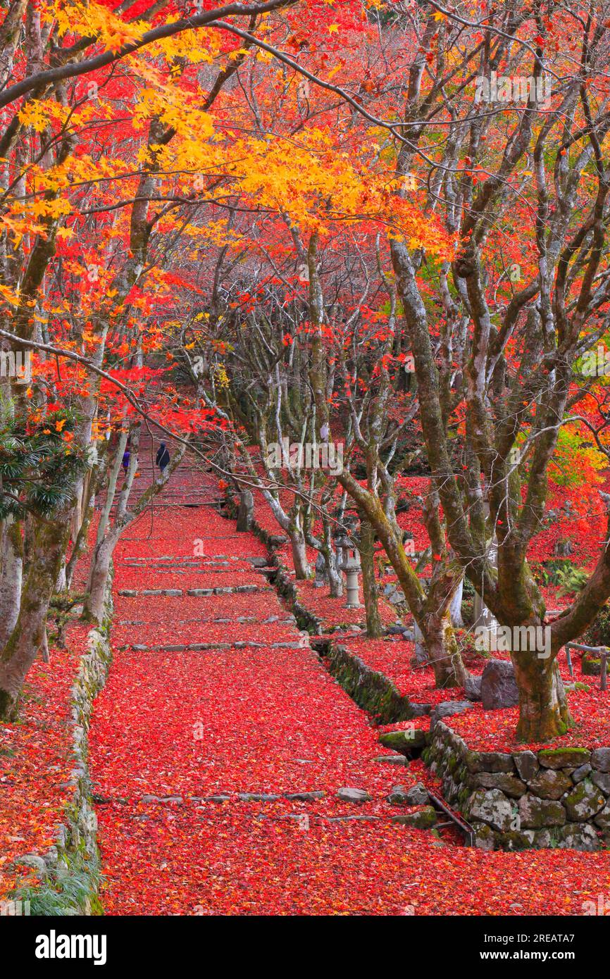 Chickenfoot Temple in Autumn Leaves Stock Photo - Alamy