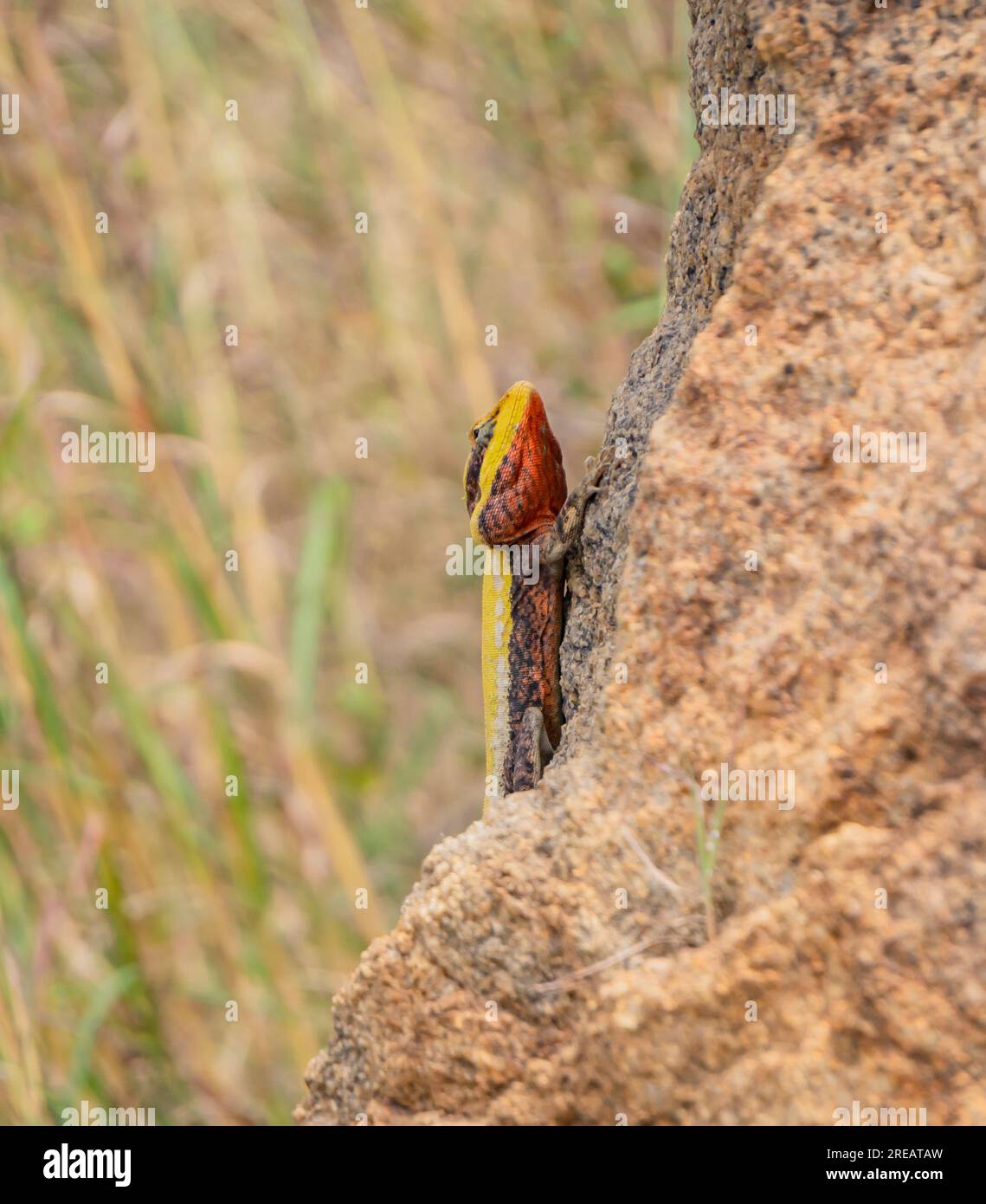 Vibrant Peninsular Rock Agama confidently perched on a rugged rock ...