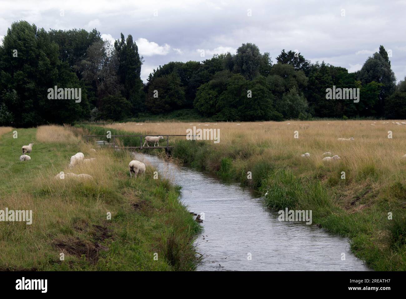 Harnham Water Meadows, Salisbury, Wiltshire England UK Stock Photo - Alamy