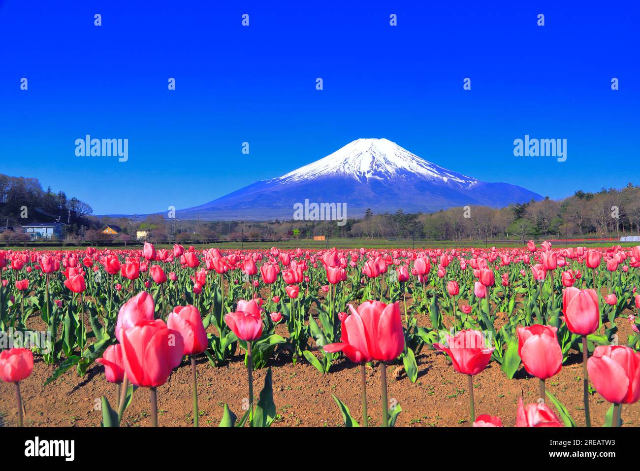 Hananomiyakokouen hi-res stock photography and images - Alamy