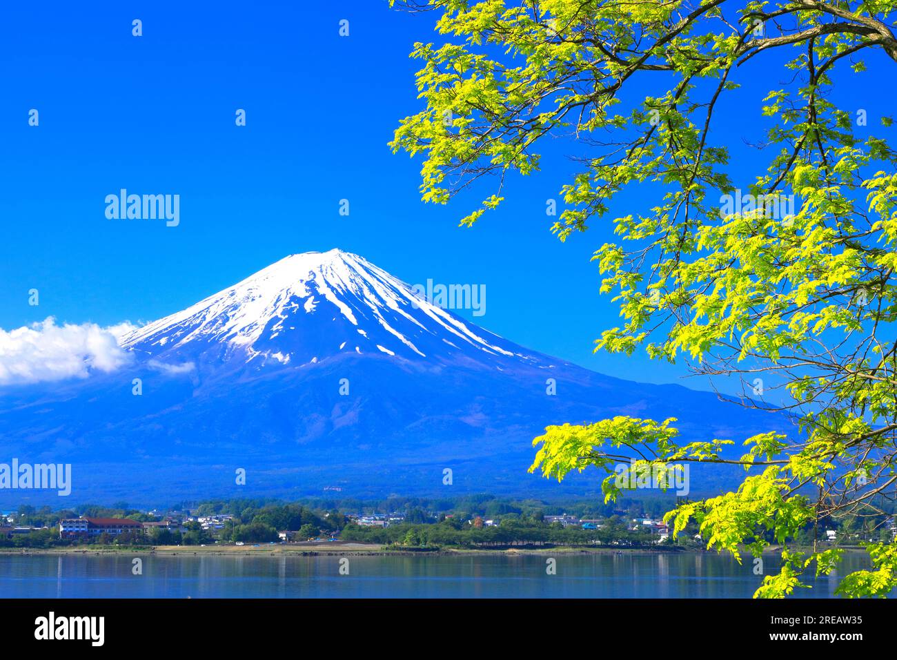 Fresh Green Mt. Fuji and Lake Kawaguchi Stock Photo - Alamy