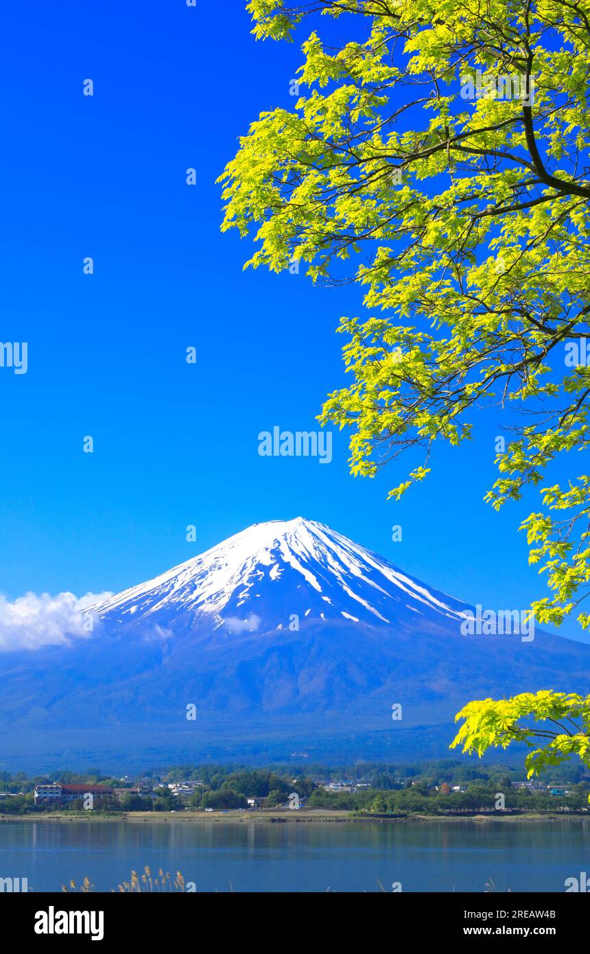 Fresh Green Mt. Fuji and Lake Kawaguchi Stock Photo - Alamy
