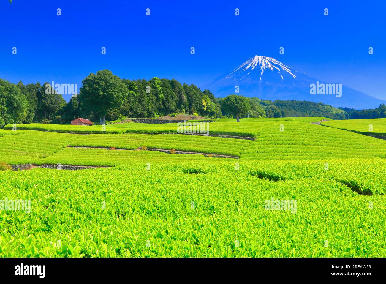 Tea plantation mt fuji shizuoka hi-res stock photography and images - Alamy