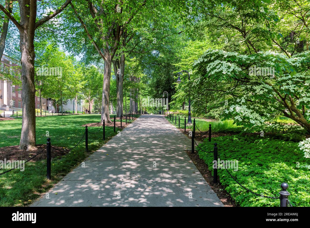 The alley with green trees in the campus of Pennsylvania State ...