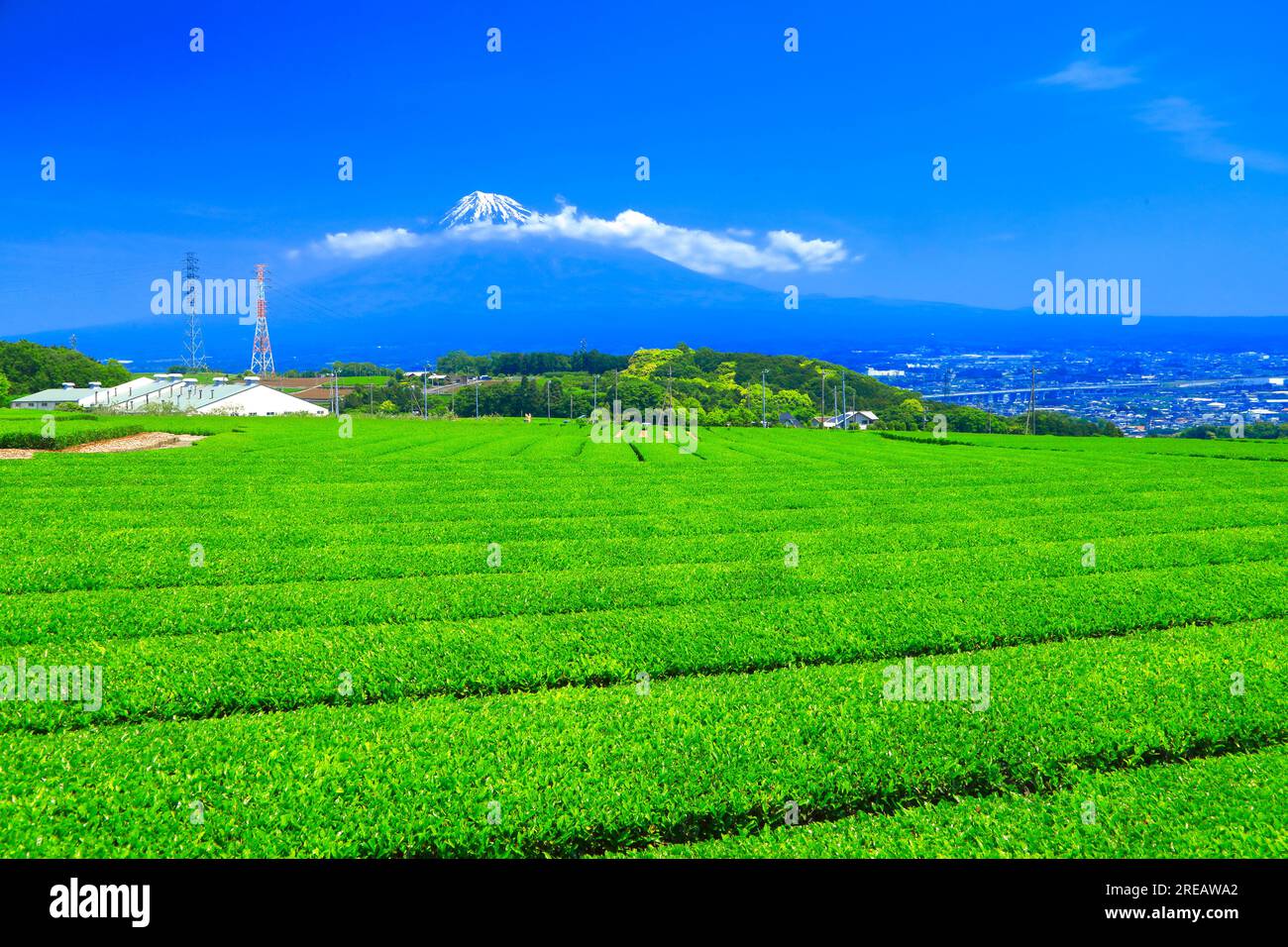 Tea plantation mt fuji shizuoka hi-res stock photography and images - Alamy