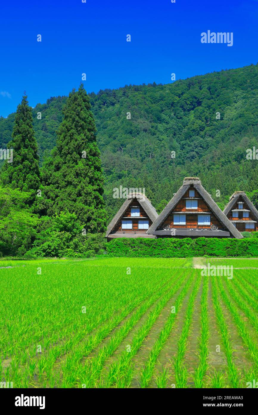 Green rafter hi-res stock photography and images - Alamy