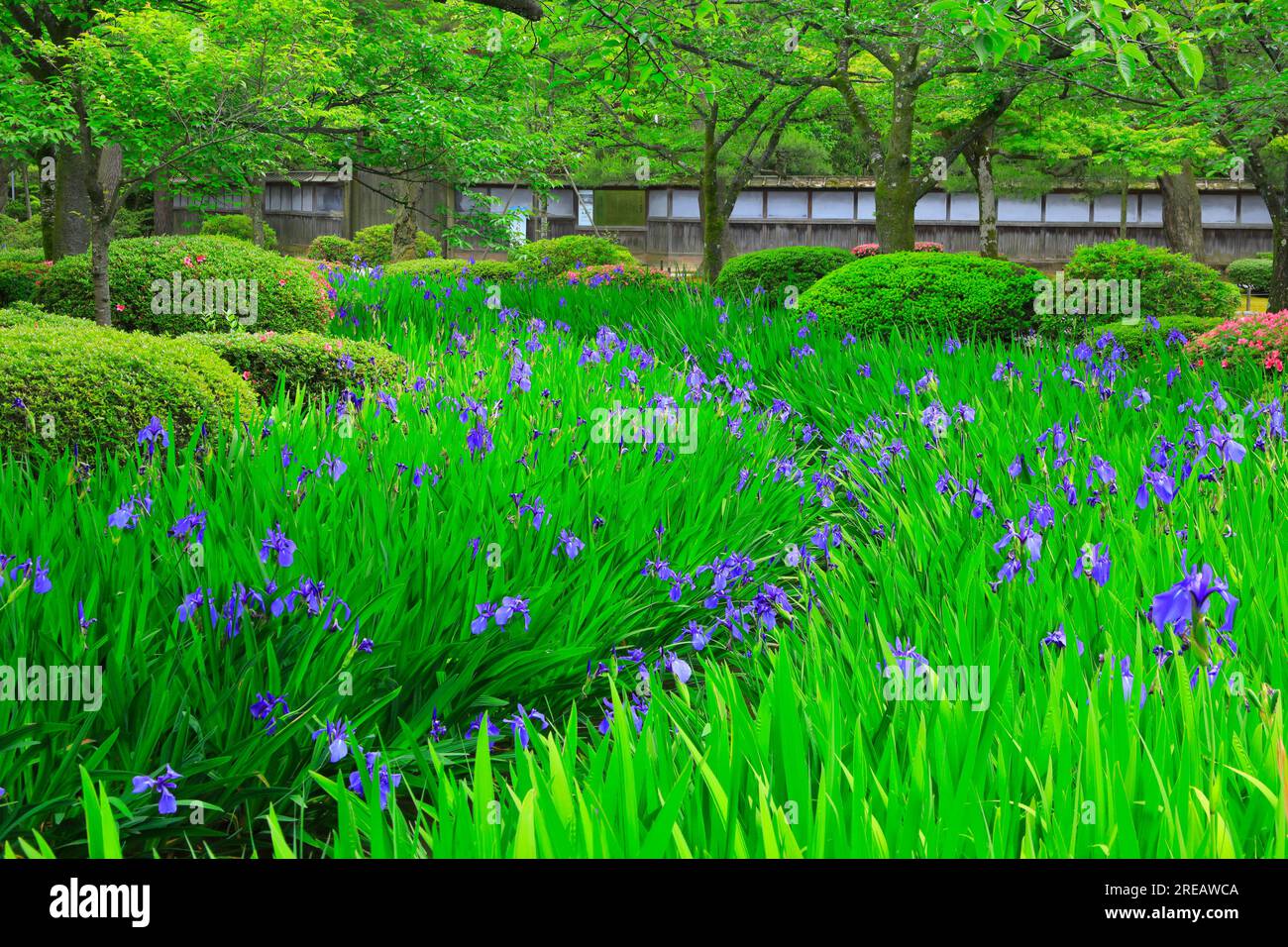 Spring kenrokuen gardens japan hi-res stock photography and images - Alamy