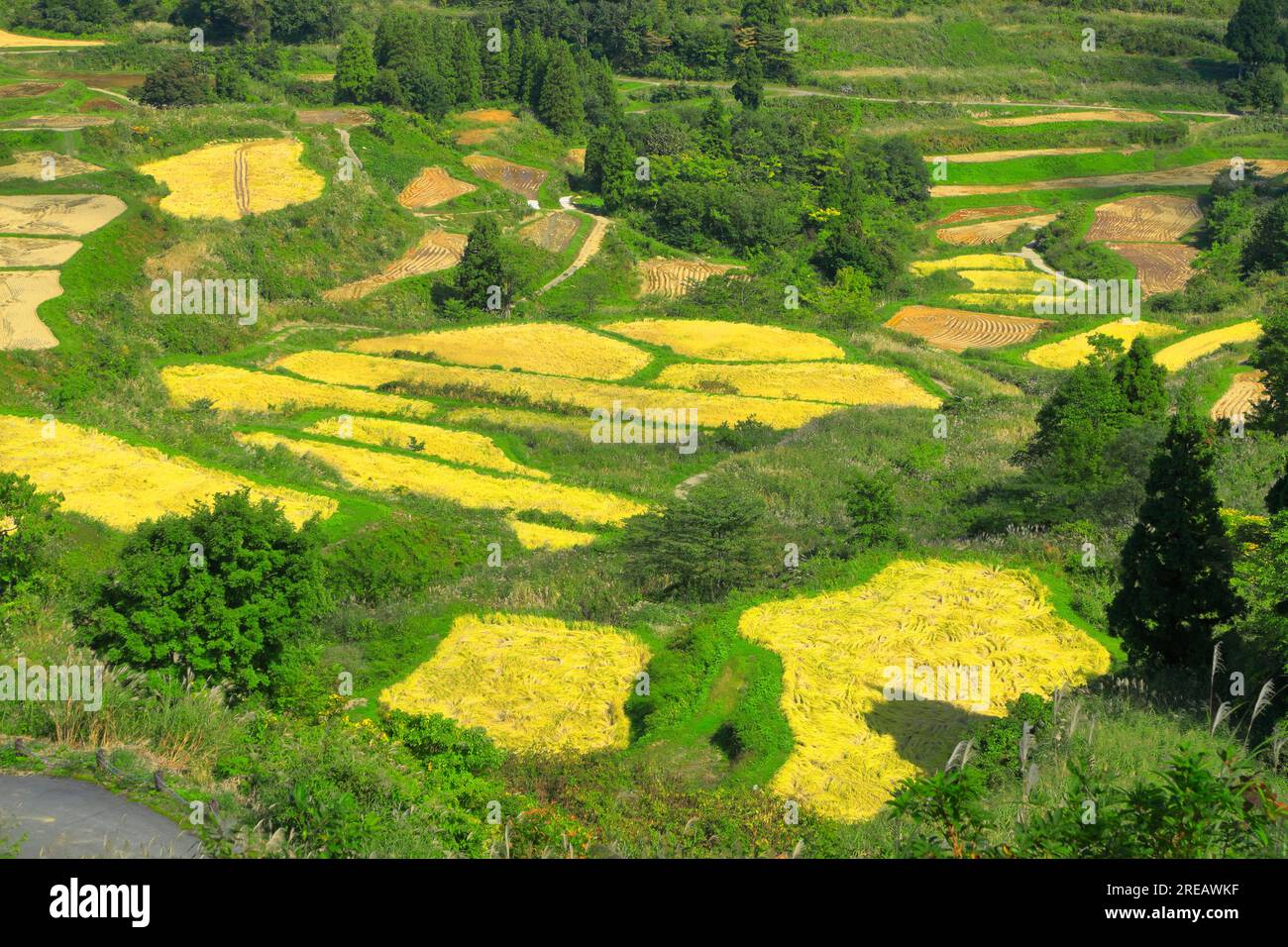 Rice terraces of Hoshitoge Stock Photo - Alamy