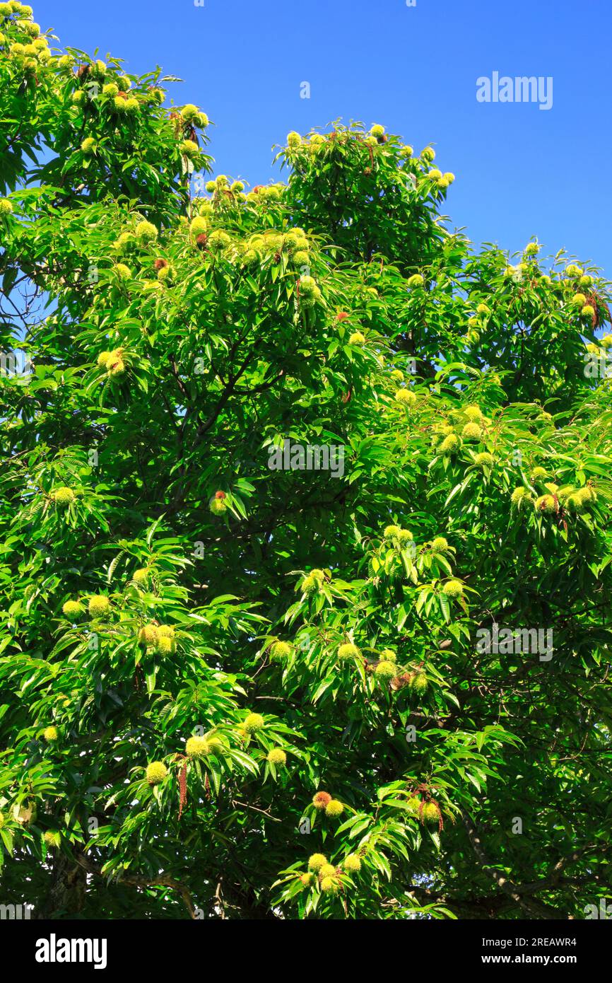 Japan of chestnut hi-res stock photography and images - Alamy