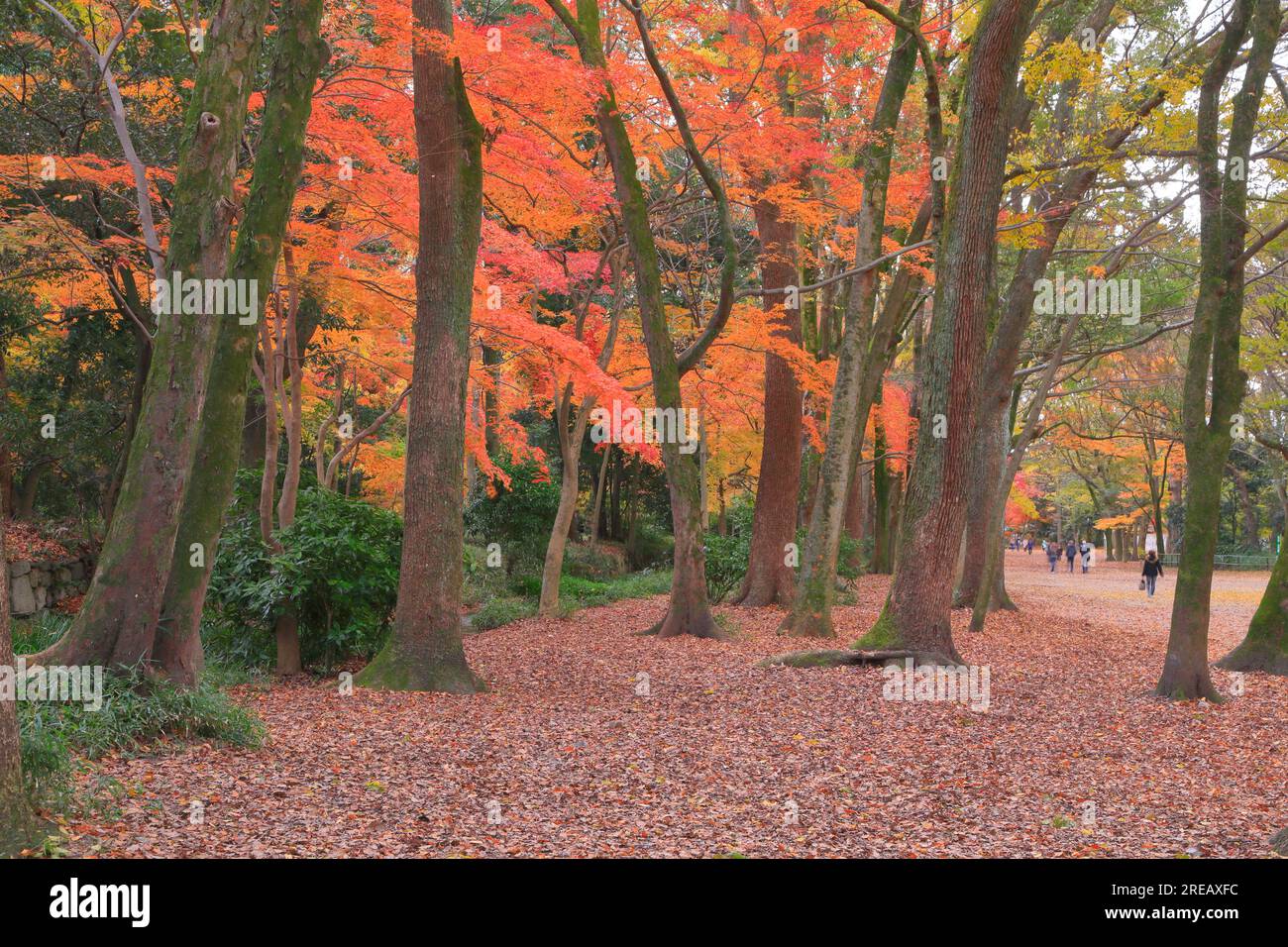 Shimogamo temple hi-res stock photography and images - Alamy