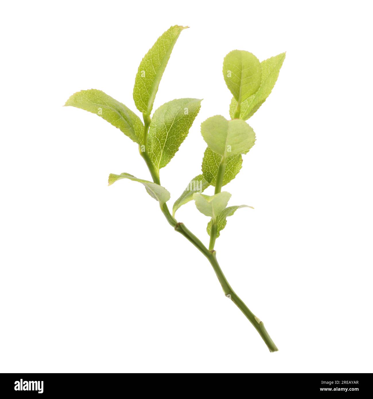 Bilberry branch with fresh green leaves isolated on white Stock Photo ...