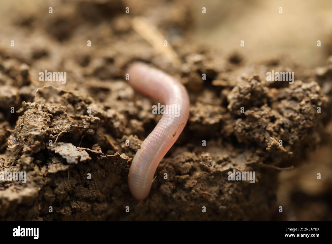 One worm in wet soil, closeup. Terrestrial invertebrates Stock Photo ...