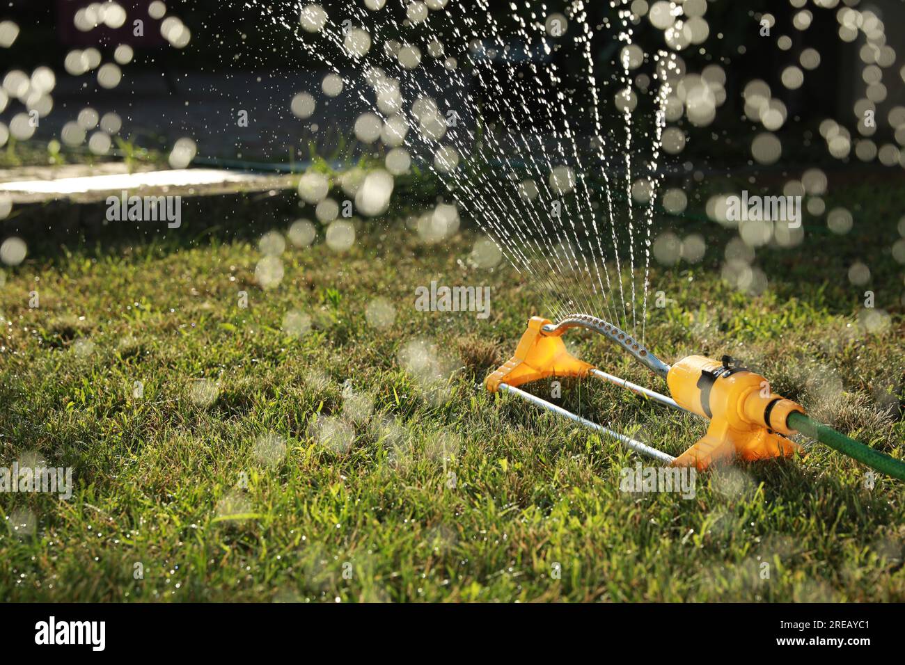 Automatic sprinkler watering green grass on sunny day outdoors ...