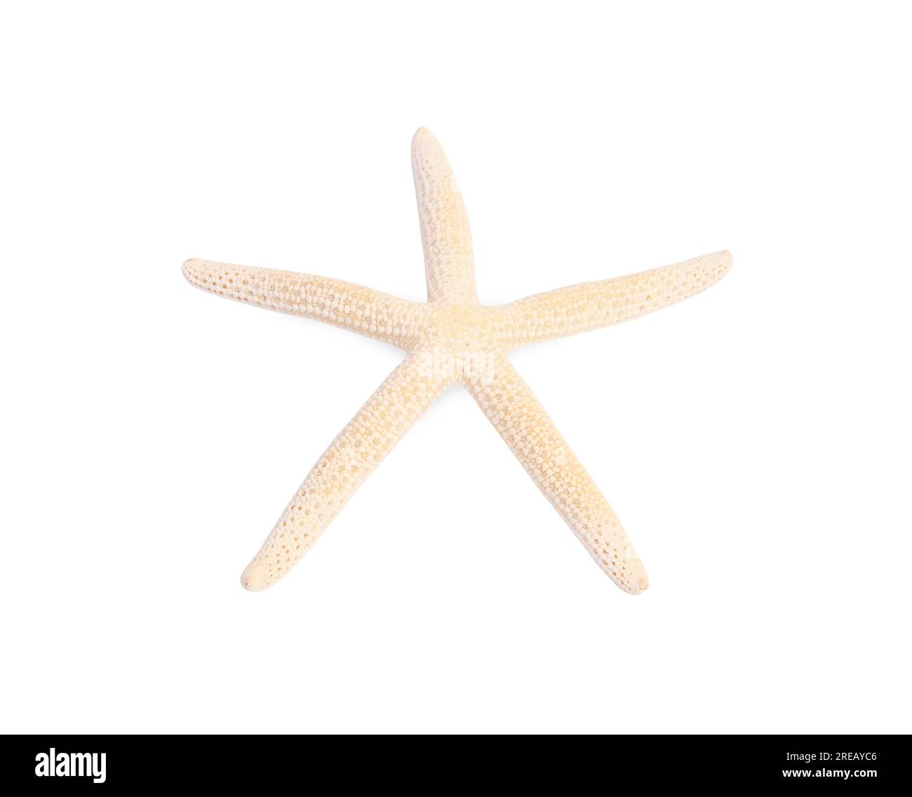 Beautiful sea star (starfish) isolated on white Stock Photo - Alamy