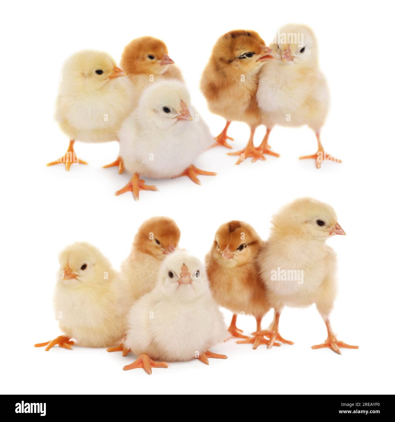 Collage with small cute baby chickens isolated on white Stock Photo - Alamy